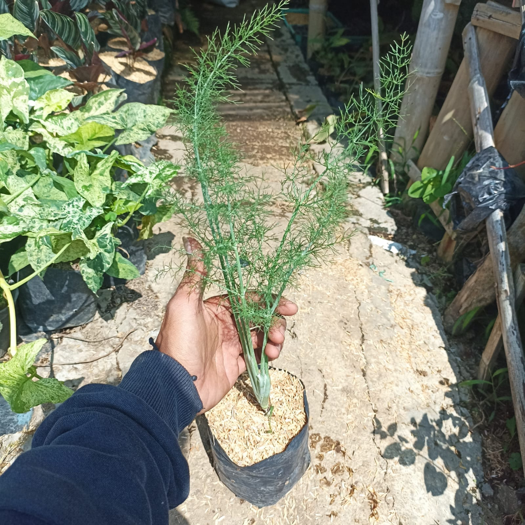 Jual Adas / Bibit Tanaman Adas /Adas Pulowaras Tanaman Herbal | Shopee ...