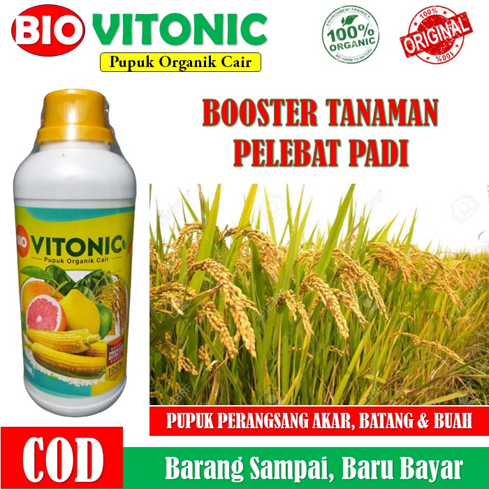 Jual PUPUK PELEBAT Padi BIO VITONIC PEMBESAR BUAH dan BOBOT Padi Lebih Berat dan Banyak - Pupuk ...