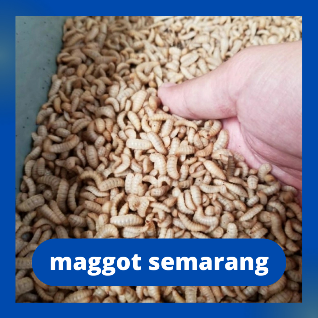 Jual Maggot bsf Hidup Fresh ( larvae bsf ) 1KG | Shopee Indonesia
