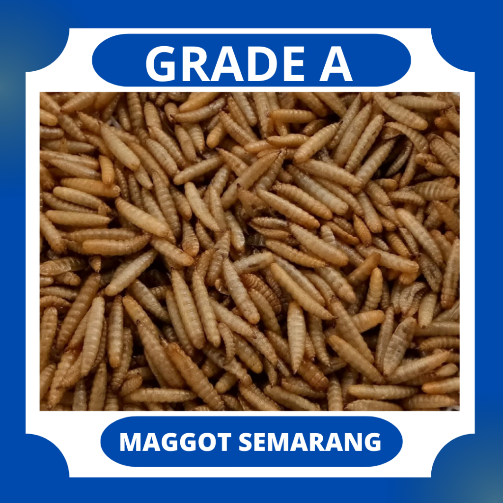 Jual larva maggot bsf kering, pakan koi, microwave dry bsf ( 1 KG ...