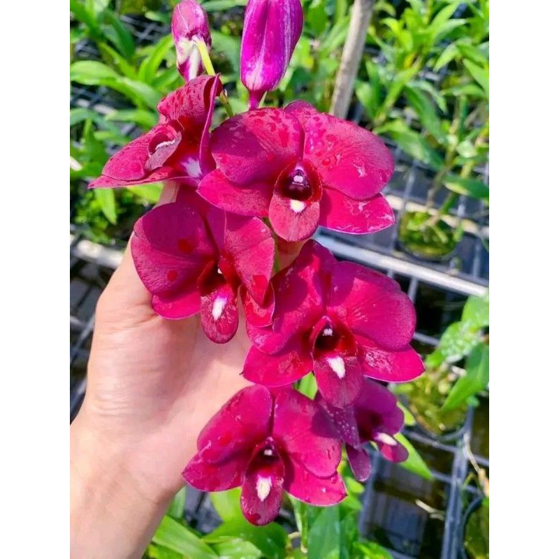Jual Anggrek Dendrobium Airy Red Dragon Dewasa Spike | Shopee Indonesia