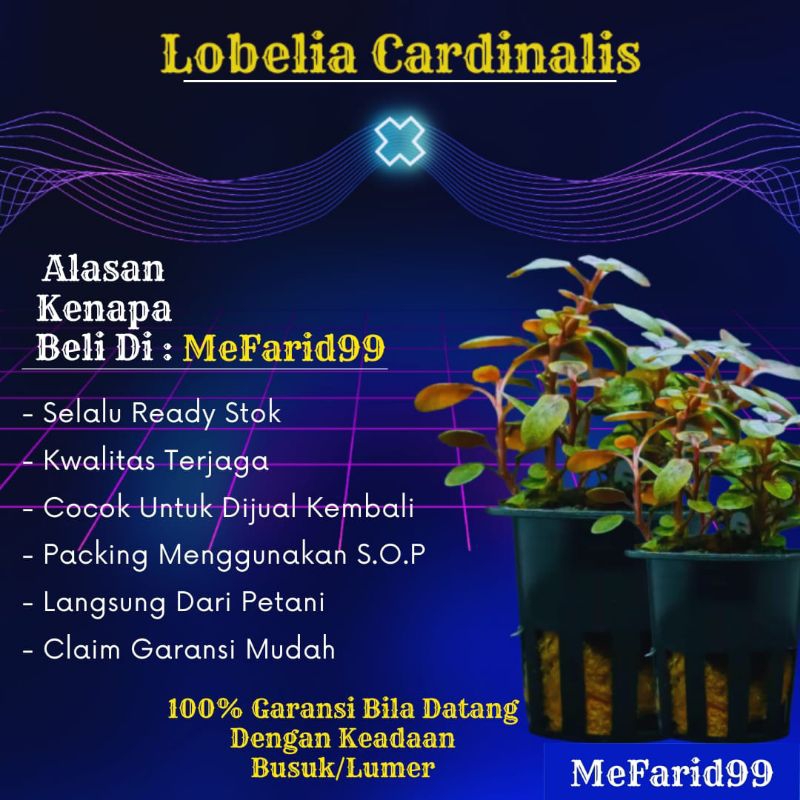 Jual Lobelia Cardinalis Tanaman Air Akuarium Aquascape (Tanaman ...