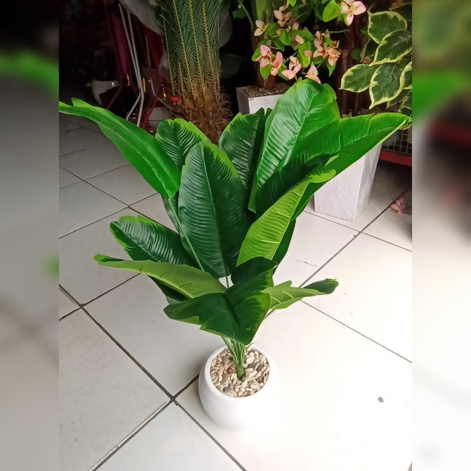 Jual daun pisang lengkap dengan pot bola semen/pohon hias | Shopee ...