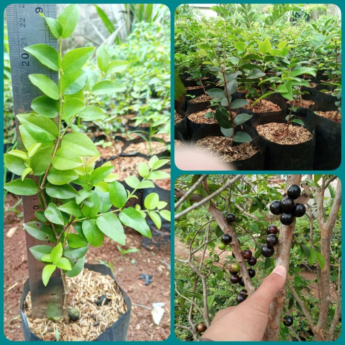 Jual Bibit Anggur Pohon Brazil 50 cm / Brasil / Sabara / Preco / anggur ... Jual Bibit Anggur Pohon Brazil 50 cm / Brasil / Sabara / Preco / anggur ...