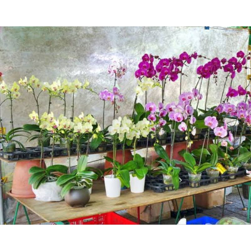 Jual PROMO 8.8!!ANGGREK BULAN REMAJA/1 POT-MEKAR TERMURAH | Shopee ...