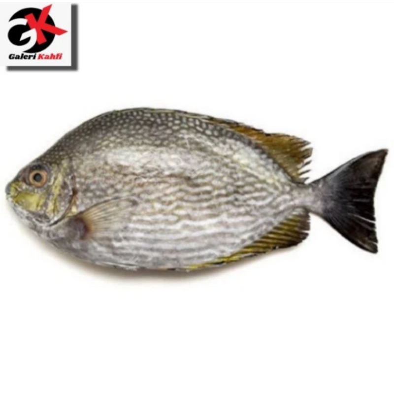 Jual IKAN BARONANG FRESH Berkualitas GRADE A - 1Kg / IKAN SEGAR / IKAN ...