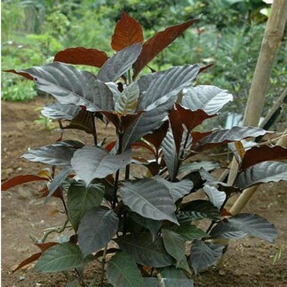 Jual daun ungu / handelem / kopi hitam 100gr segar | Shopee Indonesia