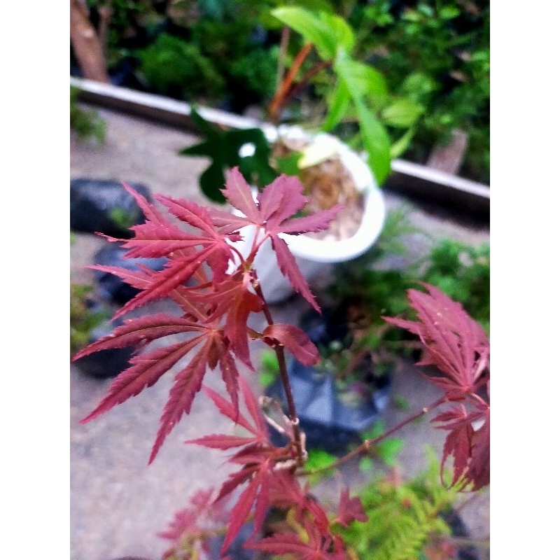 Jual Acer Palmatum Atropurpureum/ Chinese Red Maple | Shopee Indonesia