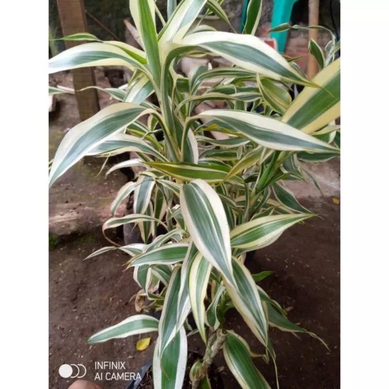 Jual MURAH!! TANAMAN HIAS SRI REJEKI VARIGATA - BAMBU CINA VARIGATA ...