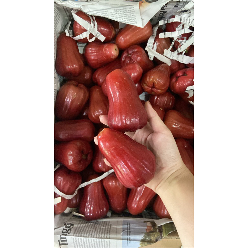 Jual Buah Jambu air citra / jambu cincalo / madura 500 gr | Shopee ...