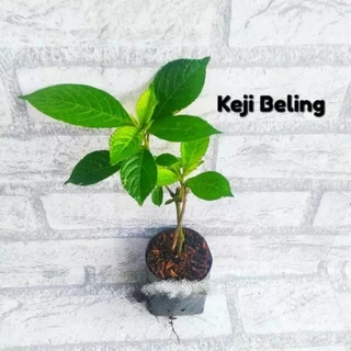 Jual Tanaman Keji Beling Terlengkap & Harga Terbaru Juli 2024 | Shopee ...