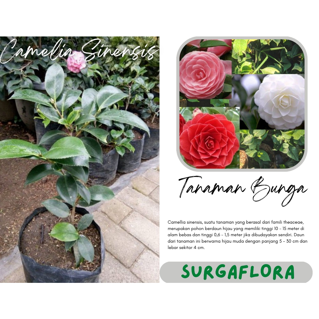 Jual Tanaman Hidup Bunga Camelia Tumpuk - Bunga Hias Camelia Ready 5 ...