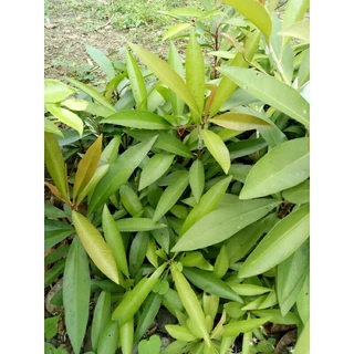 Jual tanaman lempeni Harga Terbaik & Termurah Januari 2025 | Shopee ...