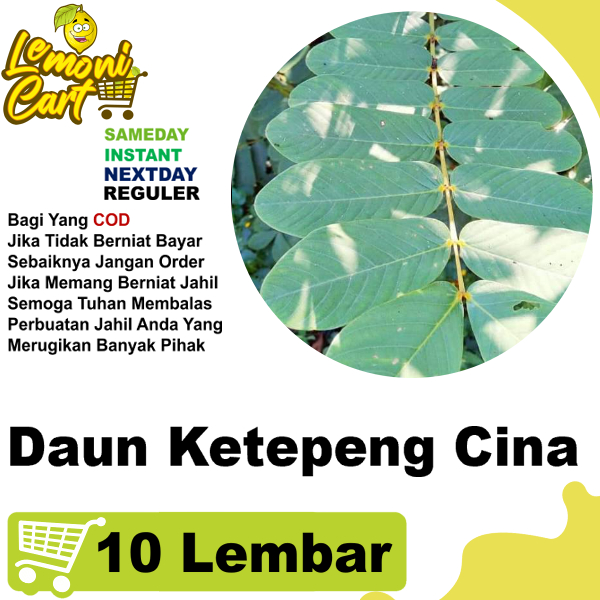 Jual Daun Ketepeng Cina Cassia Allata Segar Obat Penyakit Kulit Gatal ...