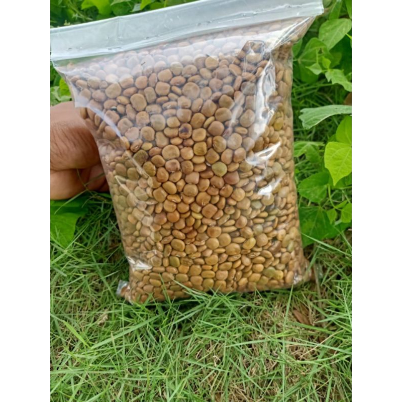 Jual Bibit/Benih Bengkoang Kemasan 1kg | Shopee Indonesia