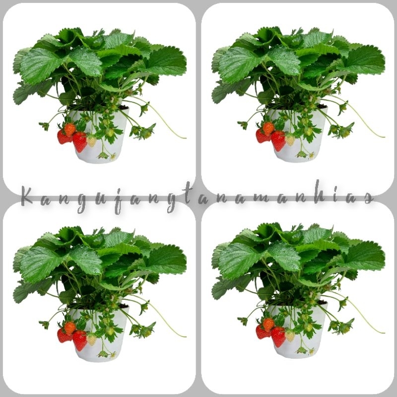 Jual PAKET 4 POHON STRAWBERRY SUPER GRADE A SUDAH BERBUAH LEBAT ...