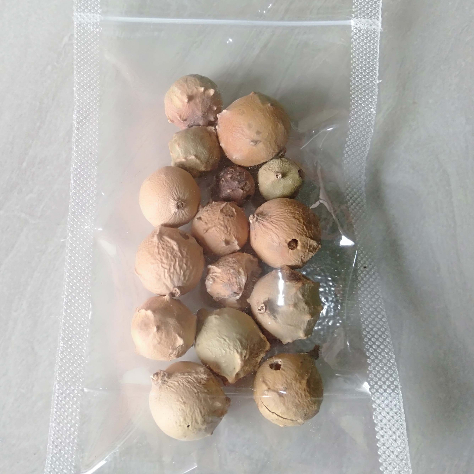 Jual BUAH/BIJI MANJAKANI 50GRAM ASLI KEMASAN STANDING POUCH TEBAL ...