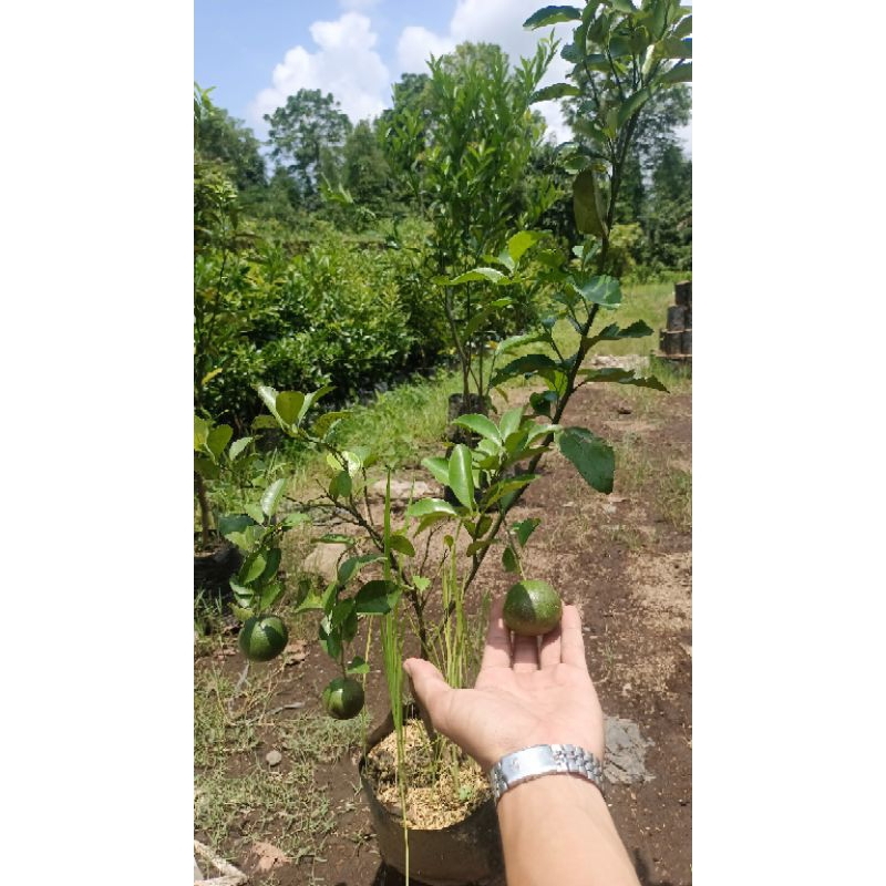Jual Bibit Jeruk Manis Kondisi BERBUAH Siap Tanam dalam pot. Bibit Unggul Siap Berbuah Lebat ...