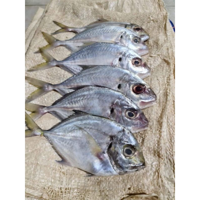 Jual Ikan Kuwe Segar Langsung dari kawasan perikanan!!! | Shopee Indonesia