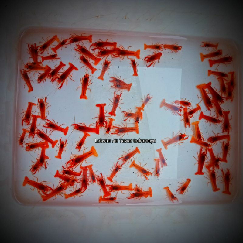 Jual Lobster Hias Air Tawar aquascape merah | Shopee Indonesia