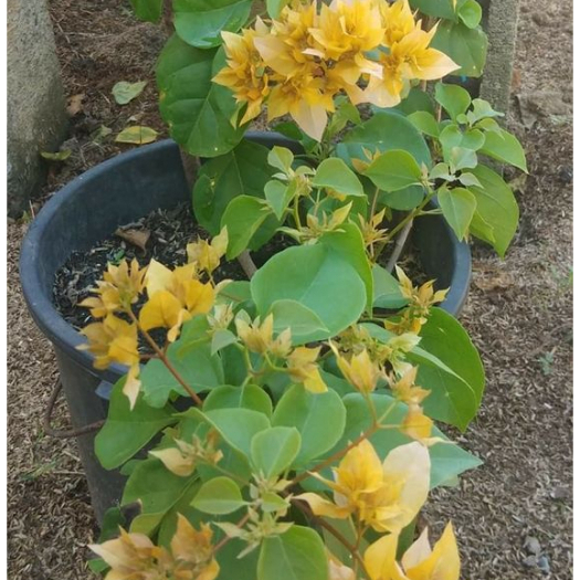 Jual Bougenville Import Enid Lancaster Dan Golden Glow Kuning Emas