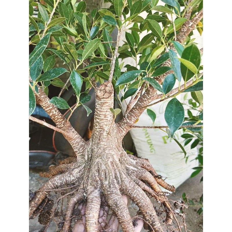Jual bahan bonsai kimeng berkuwalitas,bonsai kimeng prokar kimeng pecah ... Jual bahan bonsai kimeng berkuwalitas,bonsai kimeng prokar kimeng pecah ...