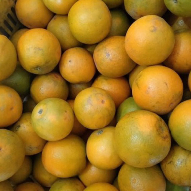 Jual Jeruk Baby Java Madu Malang Mini Kecil 1kg | Shopee Indonesia