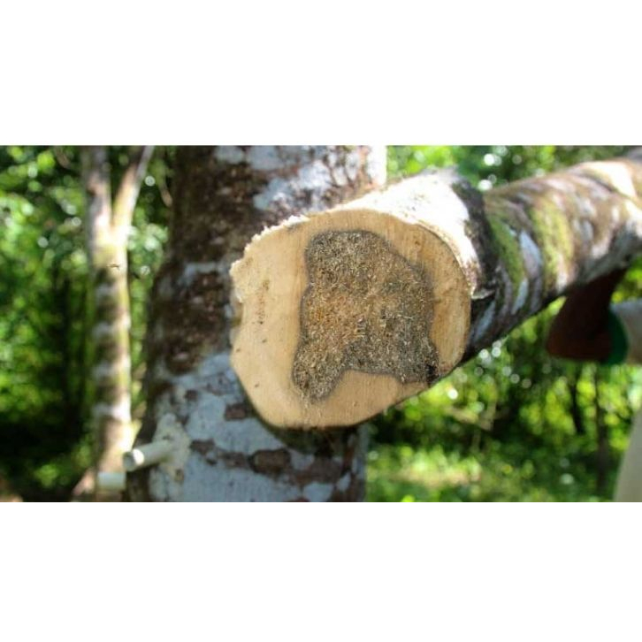 Jual Bibit Kayu Gaharu/ Kayu MAHAL ASLI INDONESIA | Shopee Indonesia