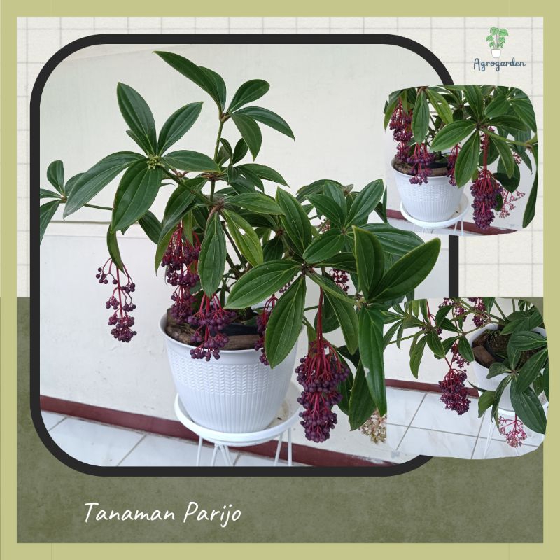 Jual Tanamam Toga Hias Parijoto | Shopee Indonesia