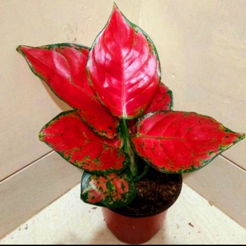 Jual AGLONEMA RED ANJAMANI MERAH MUTASI SUPER /AGLONEMA RED ANJAMANI ...