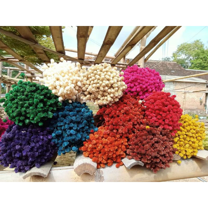 Jual Bunga MENILAN kering | Printilan | Trinil | bunga kering | Dried ...