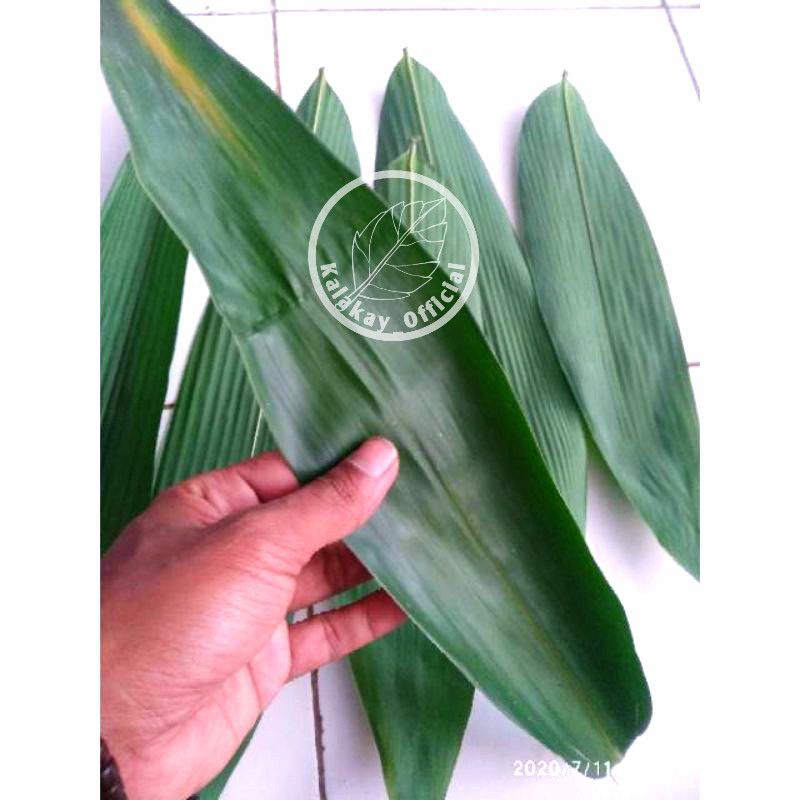 Jual Daun Bambu Jumbo Untuk Bungkus Bakcang / Kicang / Obat Herbal ...