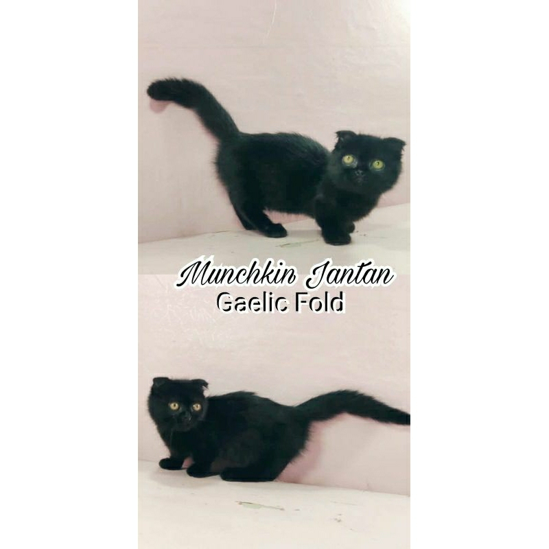 Jual Kucing kitten Munchkin Gaelic fold(Munchkin x Scottish fold ...