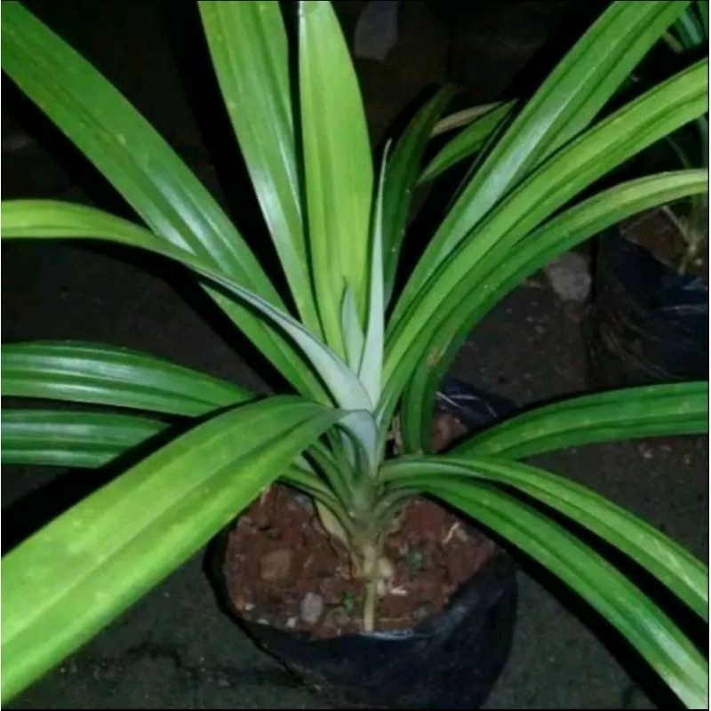 Jual pohon daun pandan wangi/daun pandan wangi | Shopee Indonesia