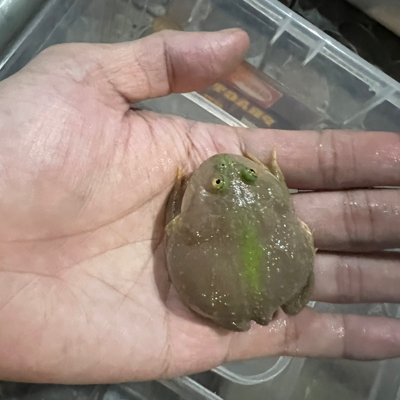 Jual Budget Frog Freddy Krueger Frog | Shopee Indonesia