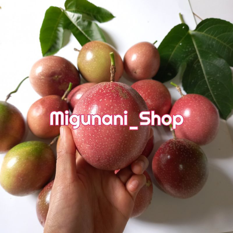Jual buah markisa merah kuning hijau segar 1 kg fresh asem² manis organik | Shopee Indonesia