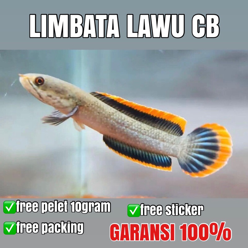 Jual LIMBATA LAWU KUALITAS (Republic Snakeheadfish) | Shopee Indonesia