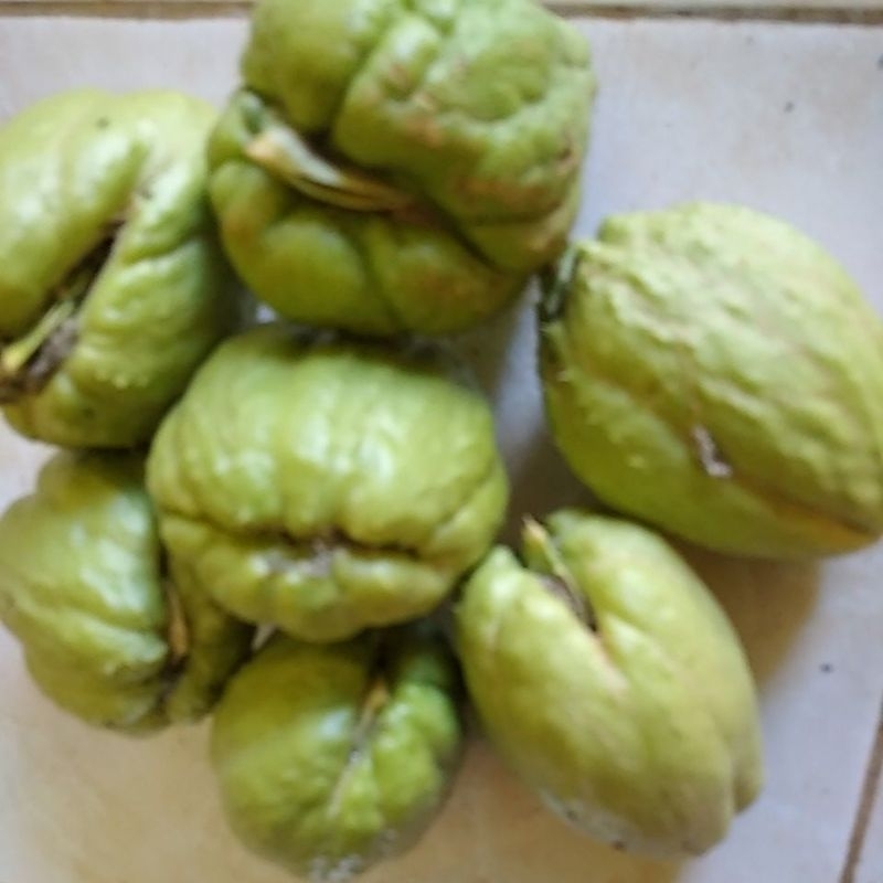 Jual BIBIT LABU SIAM MANISAH GONDES JIPANG | Shopee Indonesia