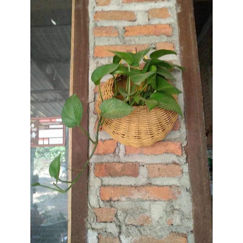 Jual Pot full Rotan Asli Vas Rotan Gantung Ready Stock Custom | Shopee ...