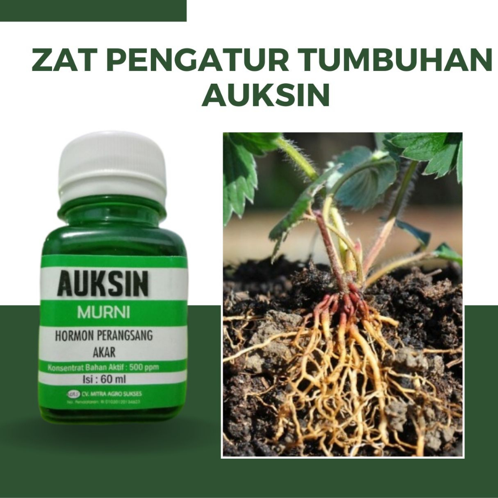 Jual Auksin murni asli hormon perangsang akar Hormon Tanaman zpt Murni ...