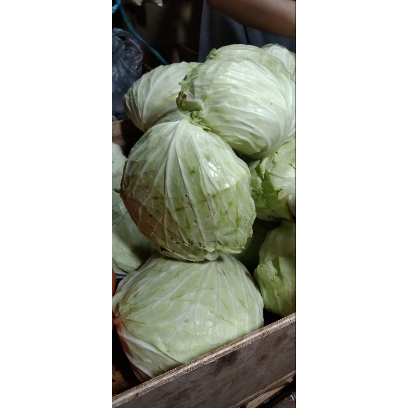 Jual kubis 1 pcs( 1 kg -1.5 kg) | Shopee Indonesia