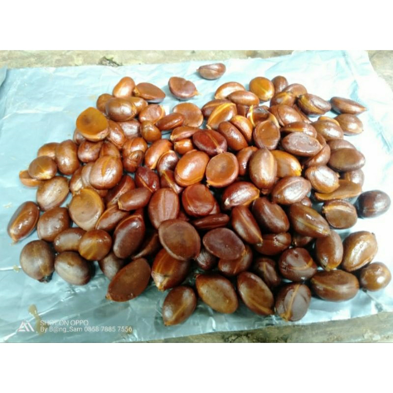 Jual paket 10 butir Biji Black Sapote (Sawo hitam) | Shopee Indonesia