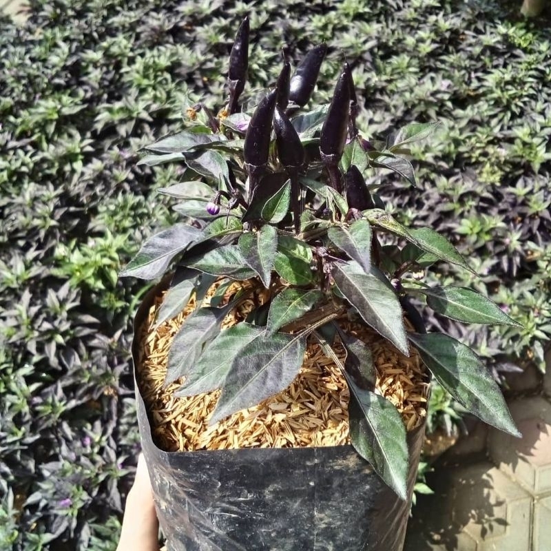 Jual Tanaman Hidup Cabe Hitam Berbuah - Cabe Hitam - Cabe Hitam Berbuah ...