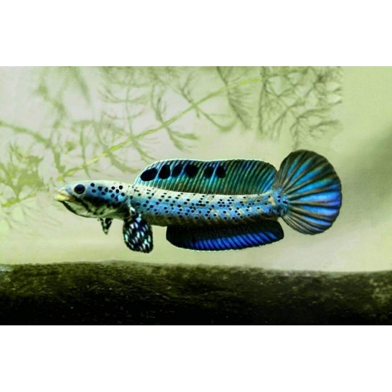 Jual poster channa orna besar | Shopee Indonesia