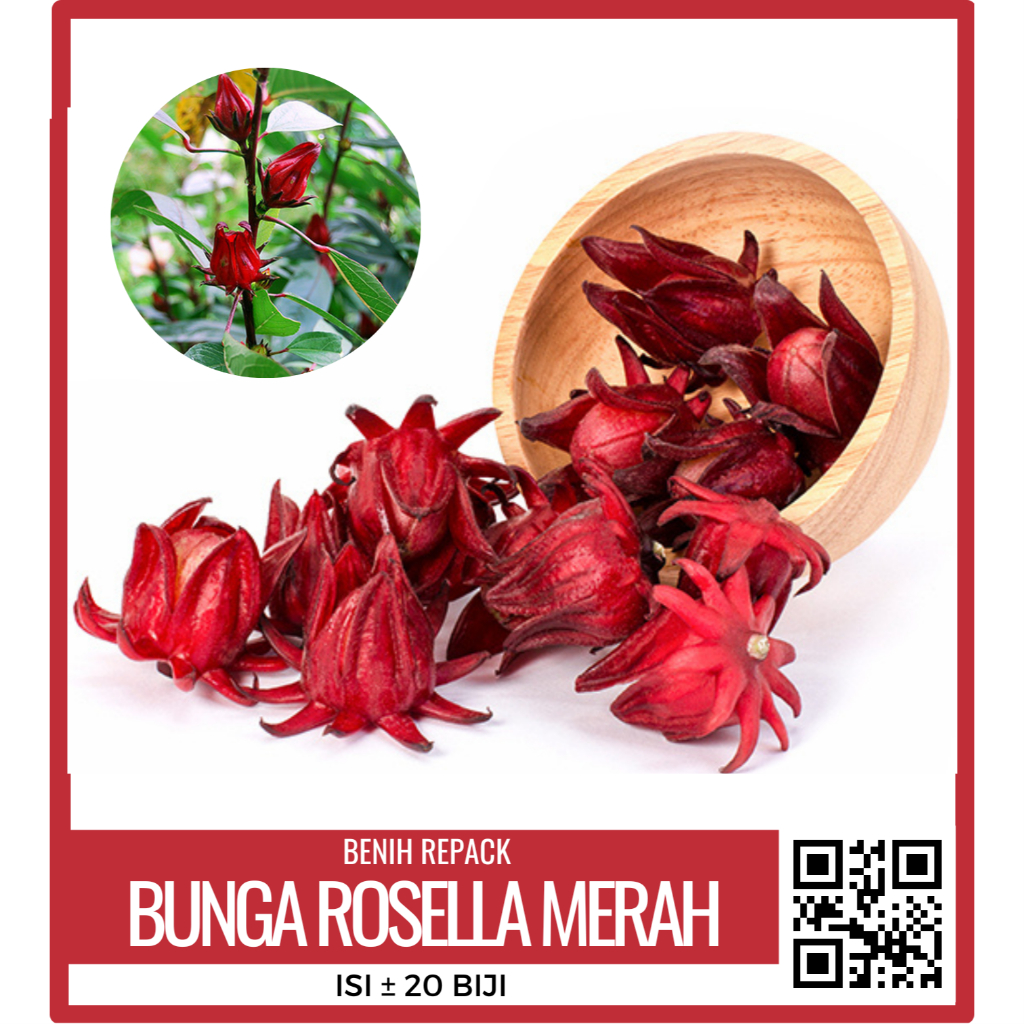 Jual BENIH BIBIT BUNGA ROSELLA MERAH REPACK ISI 20 BIJI HERB UNGGUL ...