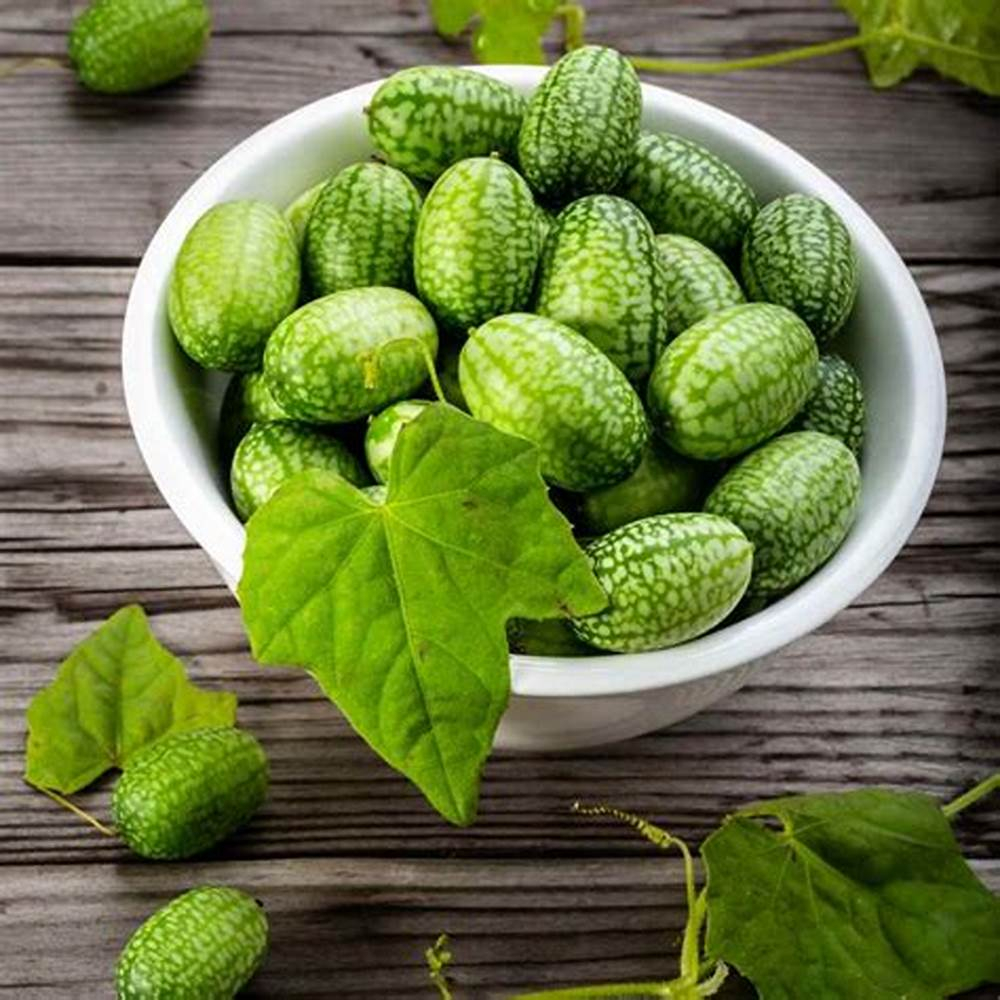 Jual 3 Benih Cucamelon Mentimun Mini Tanam Buah Unggul Paktani | Shopee ...