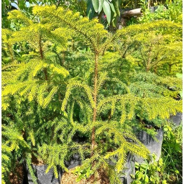 Jual Tanaman Cemara Pentris / Cemara Norfolk uk Sedang / Araucaria ...