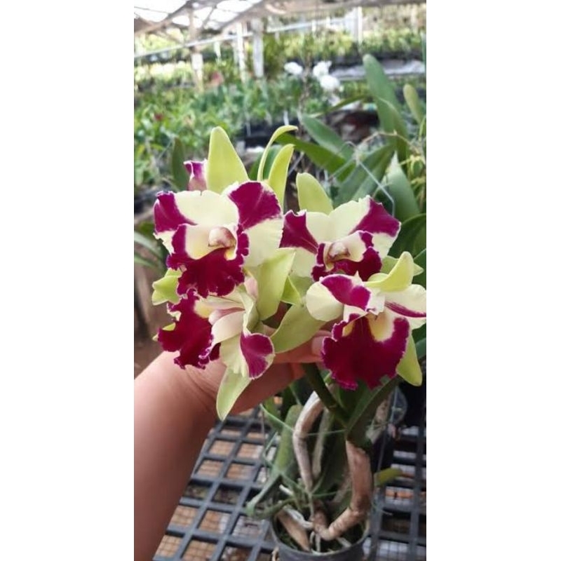 Jual Rhyncholaeliocattleya Penny Helen ' Ching hua ' | Shopee Indonesia