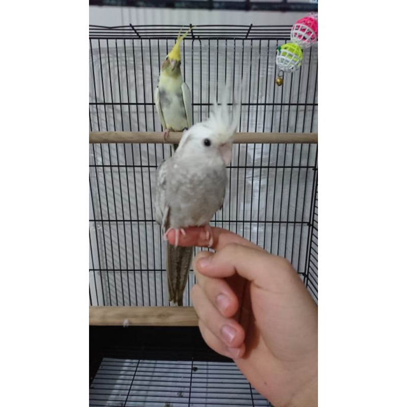 Jual Burung Falk Cockatiel White Face Parkit Australia | Shopee Indonesia
