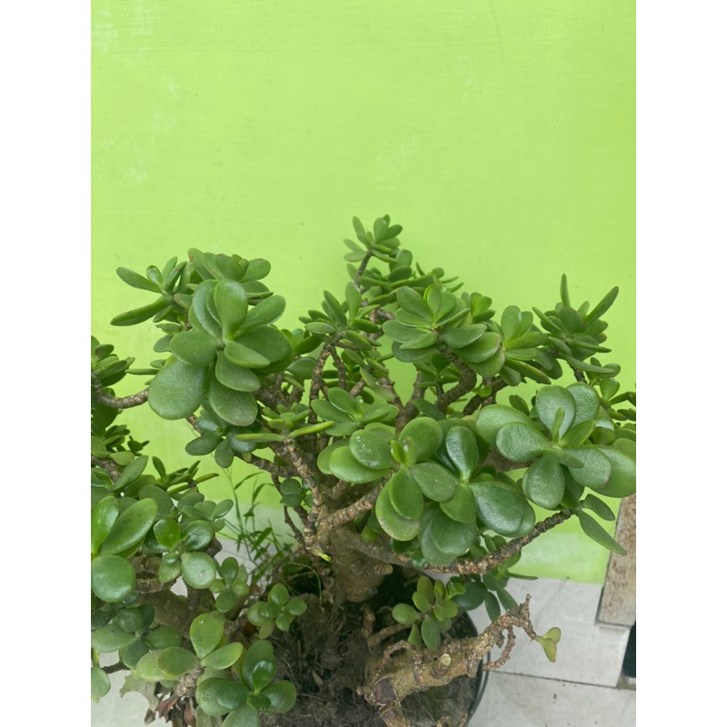 Jual Bunga hias crassula money tree jade plant bibit unggul | Shopee ...